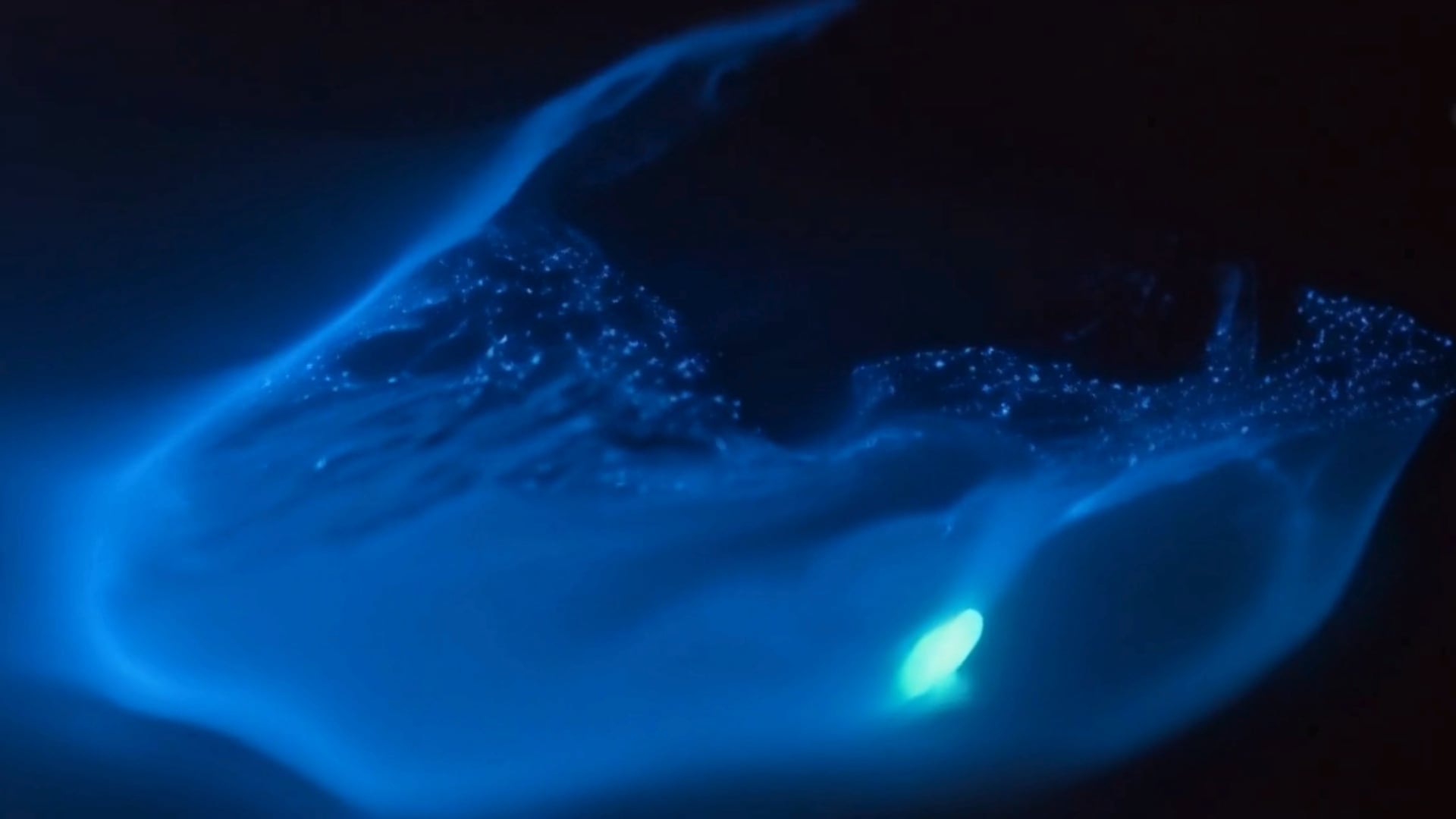 Florida Bioluminescence Tours - Clear Kayaking Tours - Bioluminescence ...