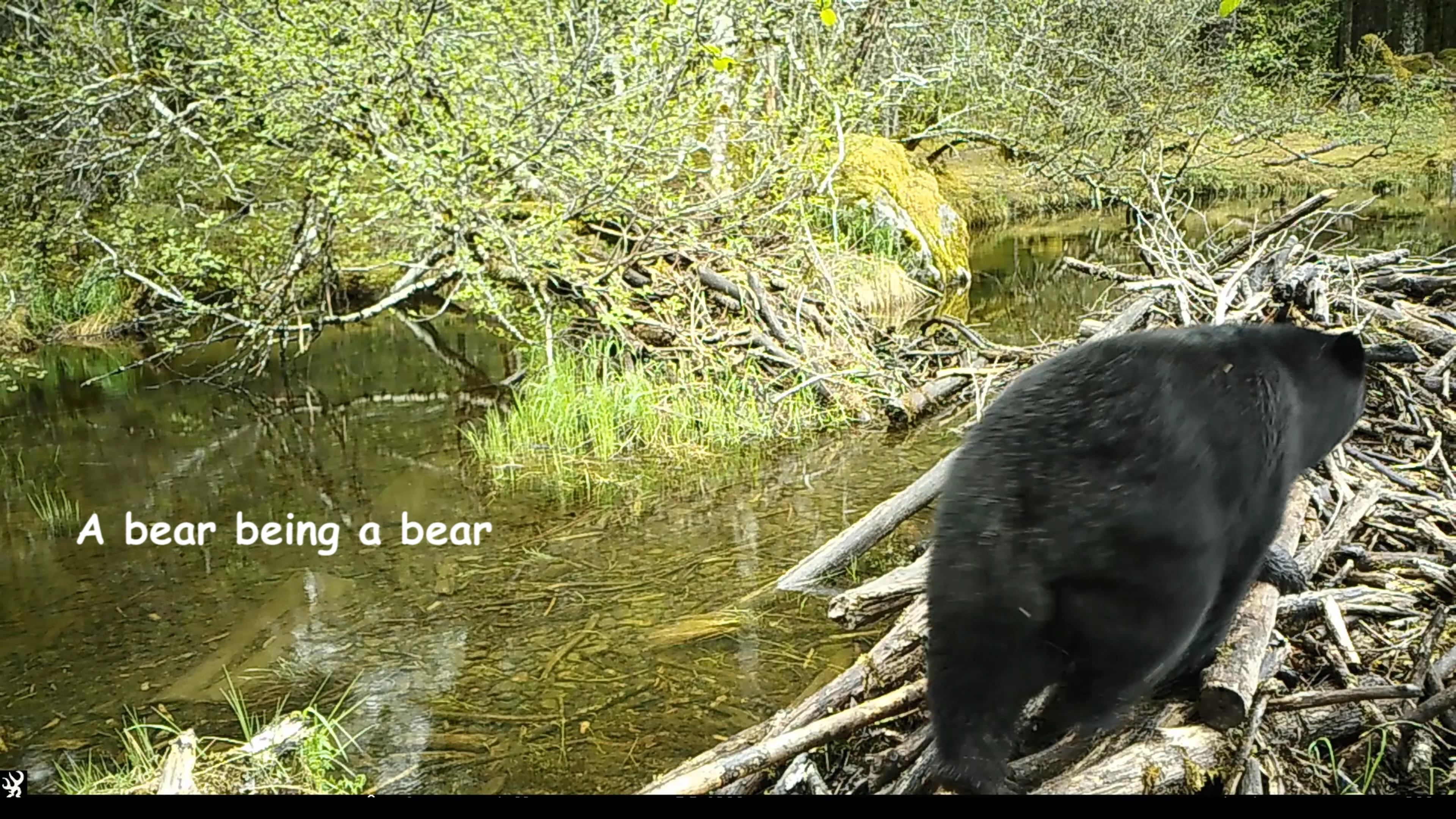 A bear being a bear on Vimeo