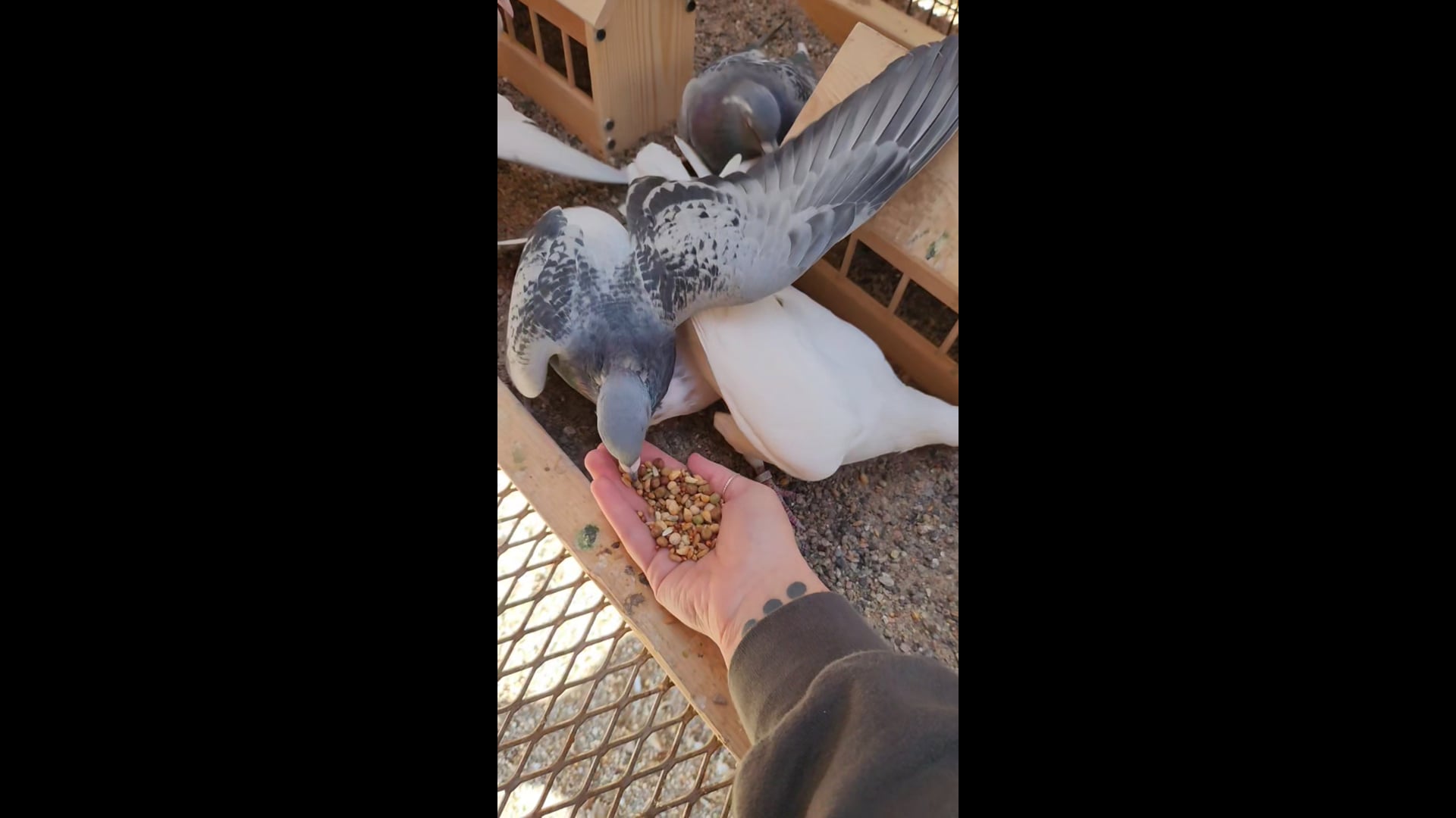 Elegant Funeral Doves | Bird Releases