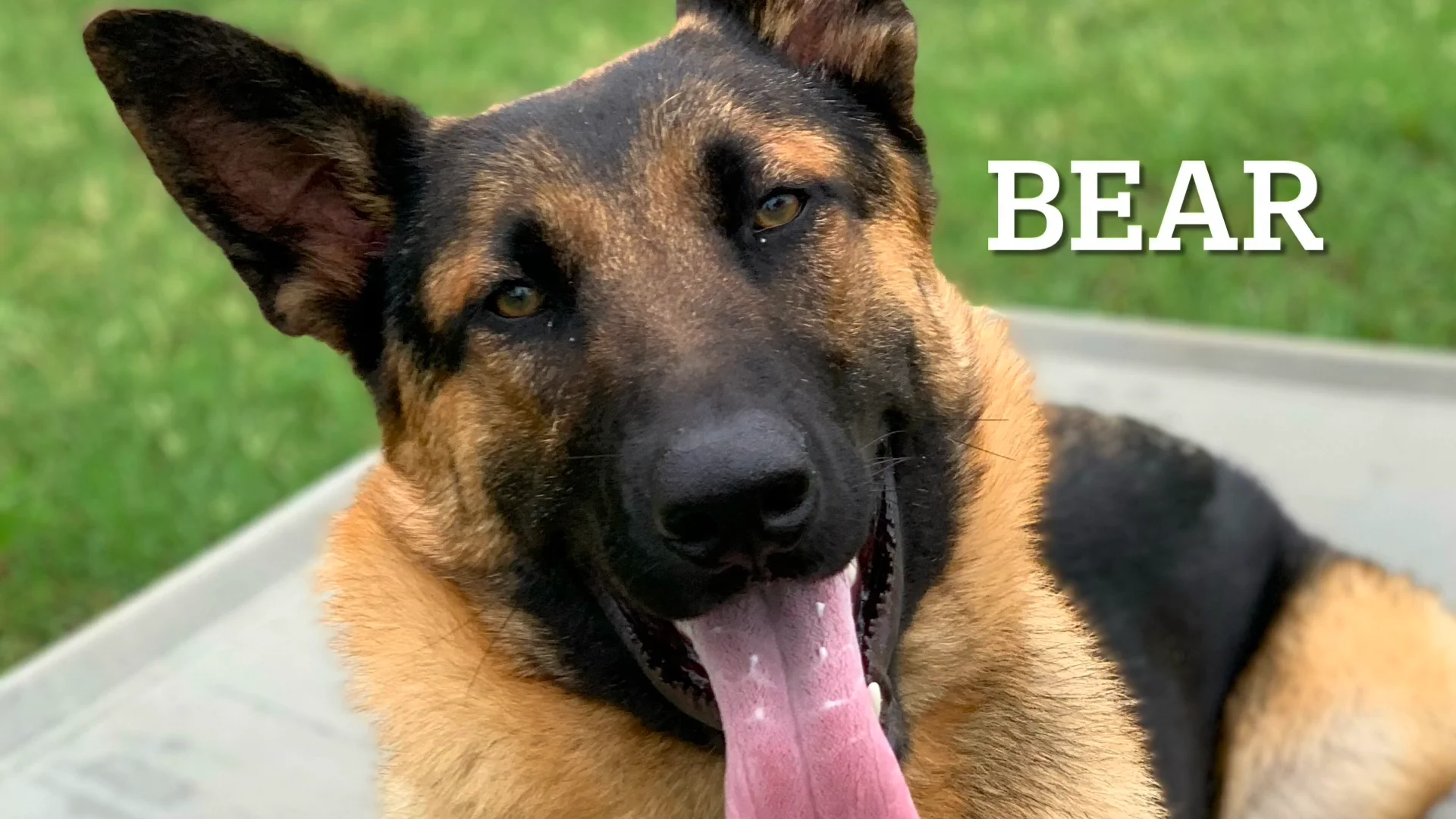 T - German Shepherd - Bear - On and Off Leash