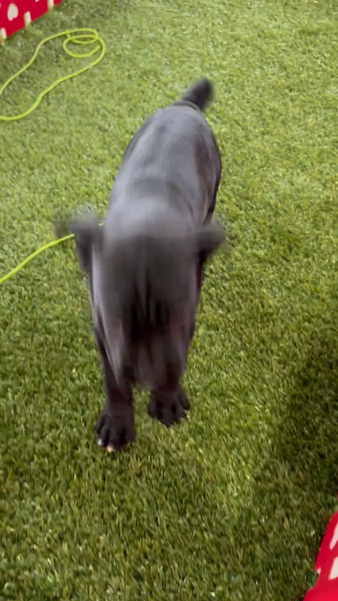 Cane Corso Mastiff puppy for sale on Vimeo