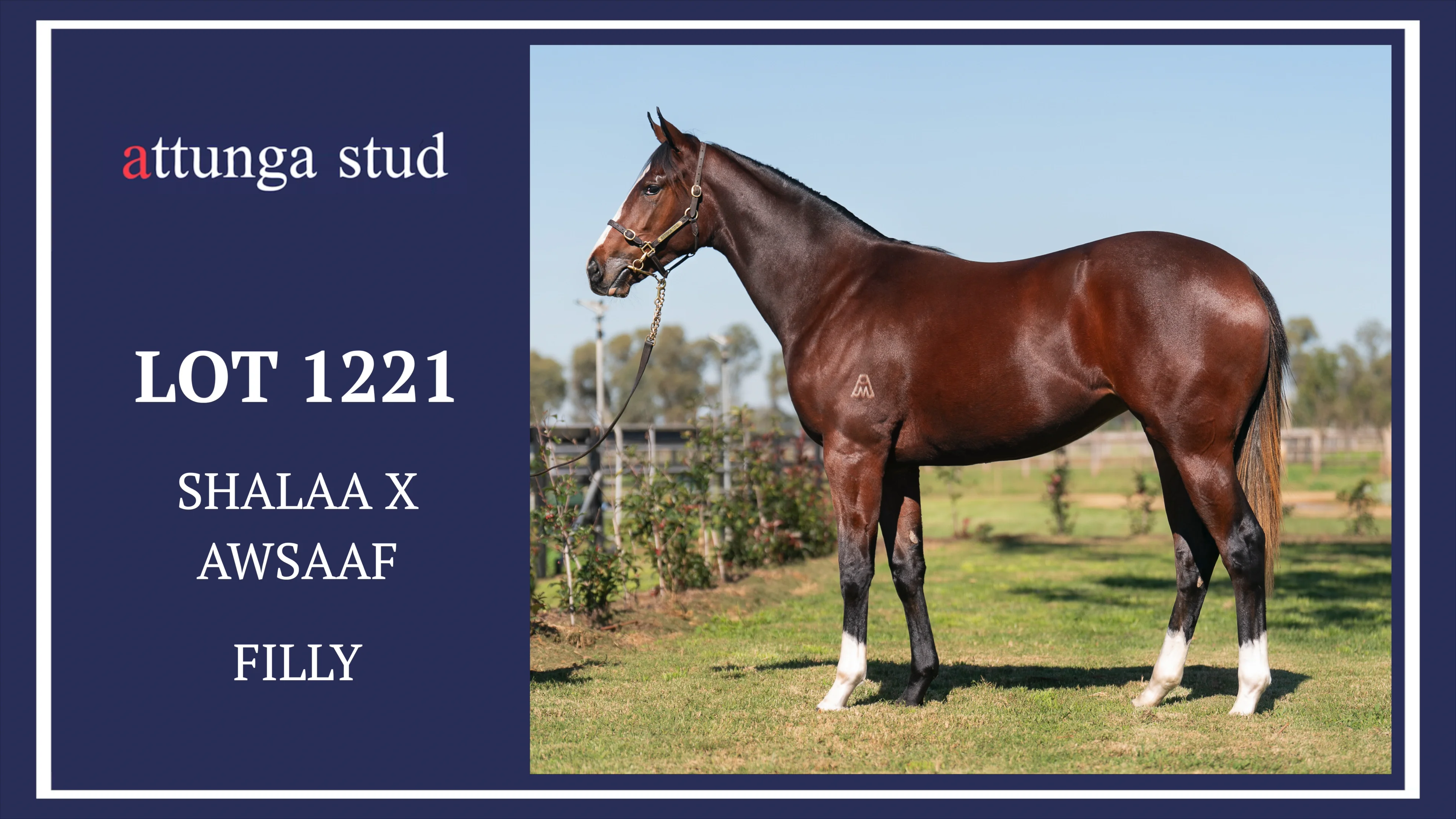 LOT 1221 - SHALAA X AWSAAF - FILLY on Vimeo