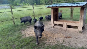 Pasture Hogs with a New Giant Boar - Fan Club Member Videos - Yawt Yawt