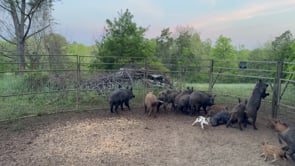 New Record Hog Catch in the Back Yard - Fan Club Member Videos - Yawt Yawt