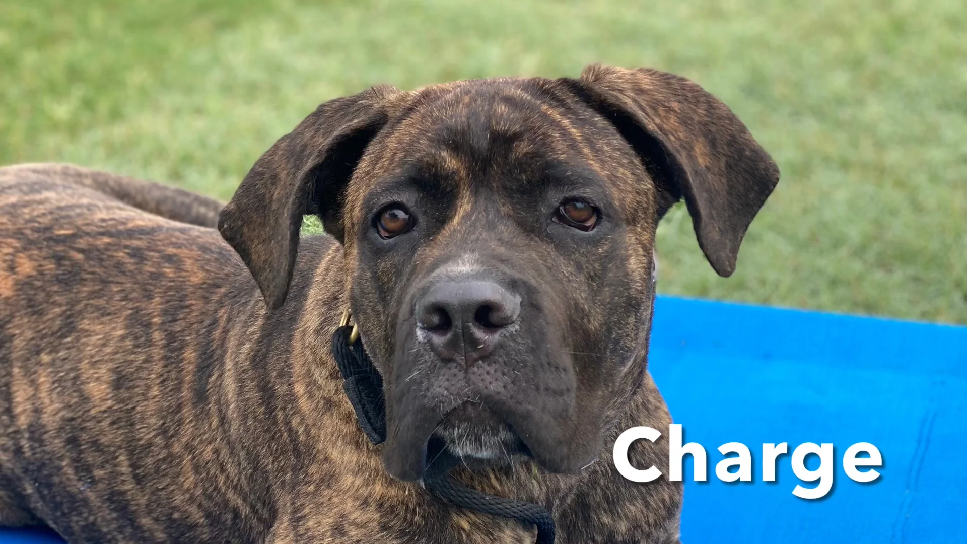 Cane Corso - Charge - On and Off Leash on Vimeo