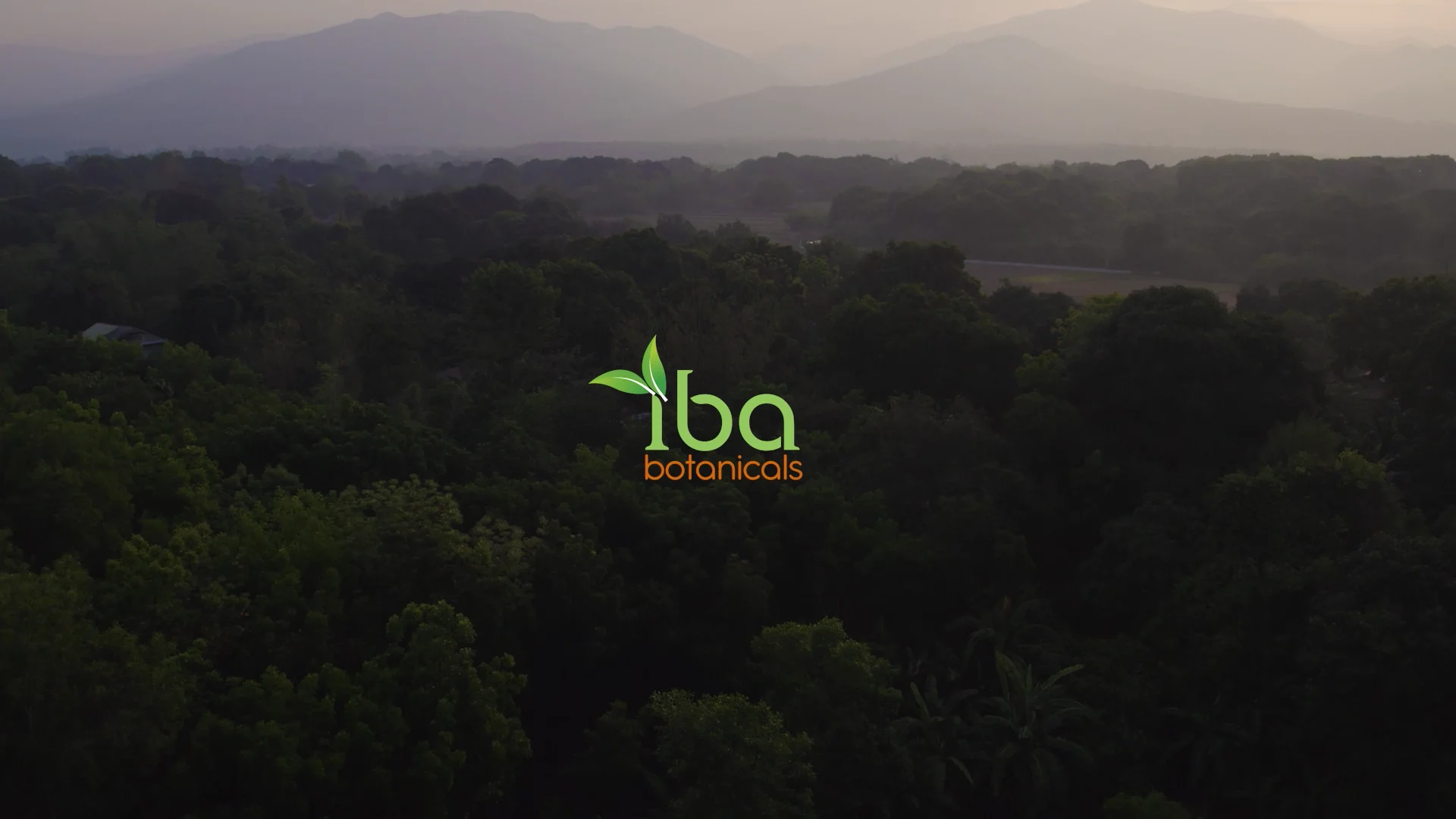 Iba Botanicals Inc: United Agarwood Planters