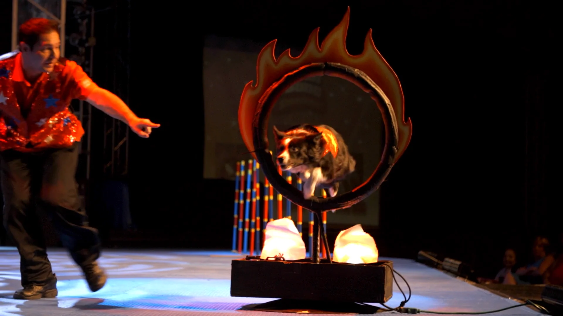 Stunt Dog Experience