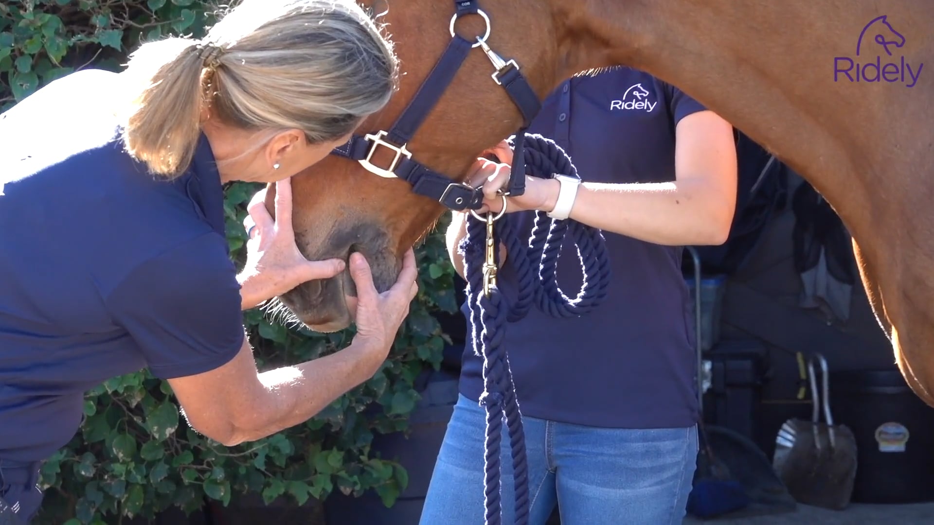 Mouth Anatomy for Bit Fitting | Ridely