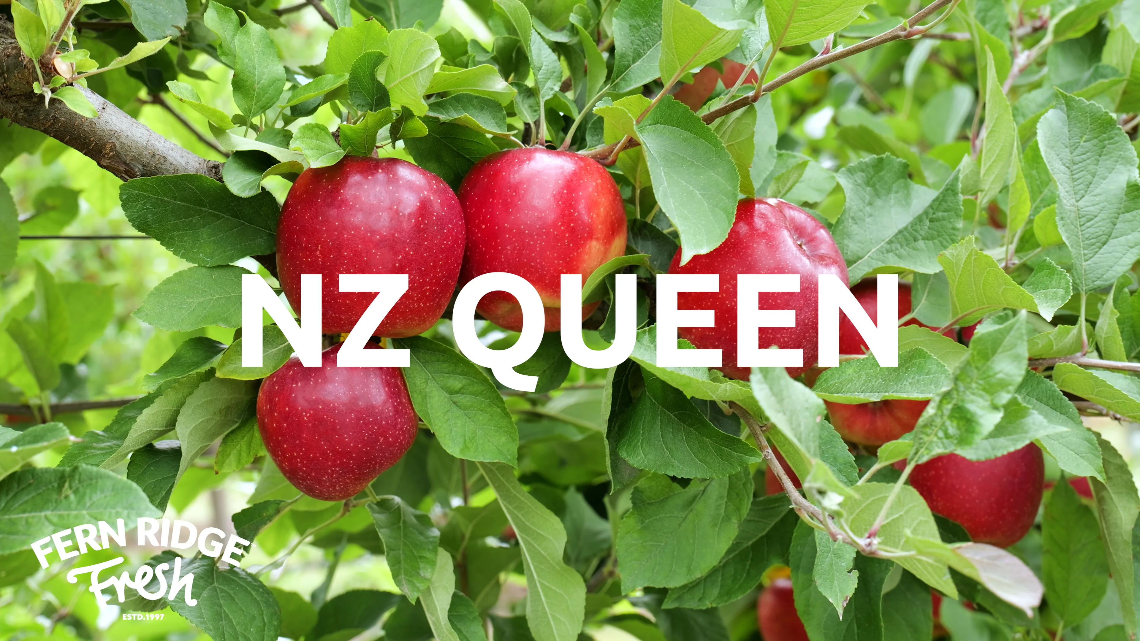 Fern Ridge Fresh - NZ Queen Apples on Vimeo