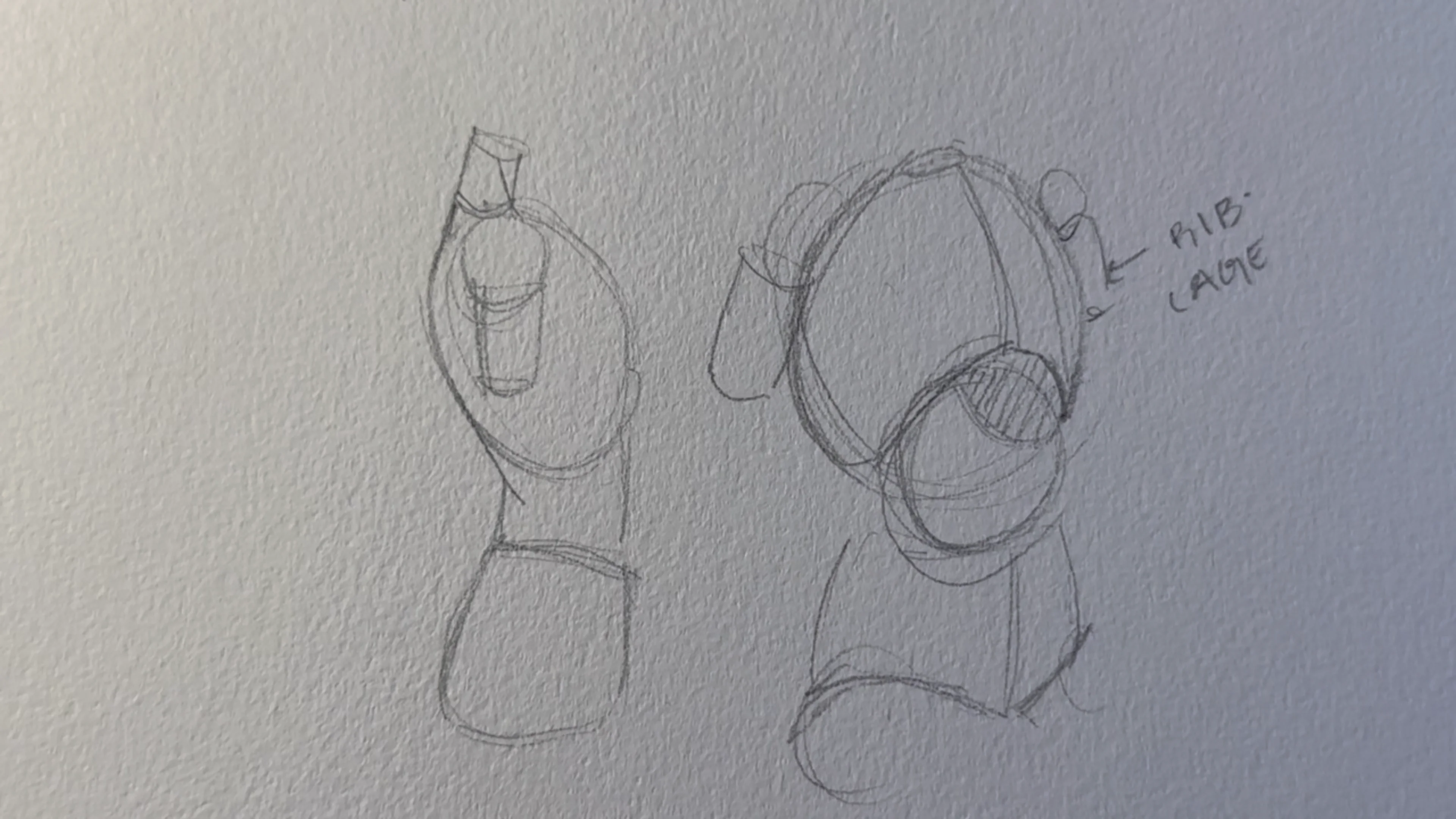 Torso: Basic Shapes and Neck