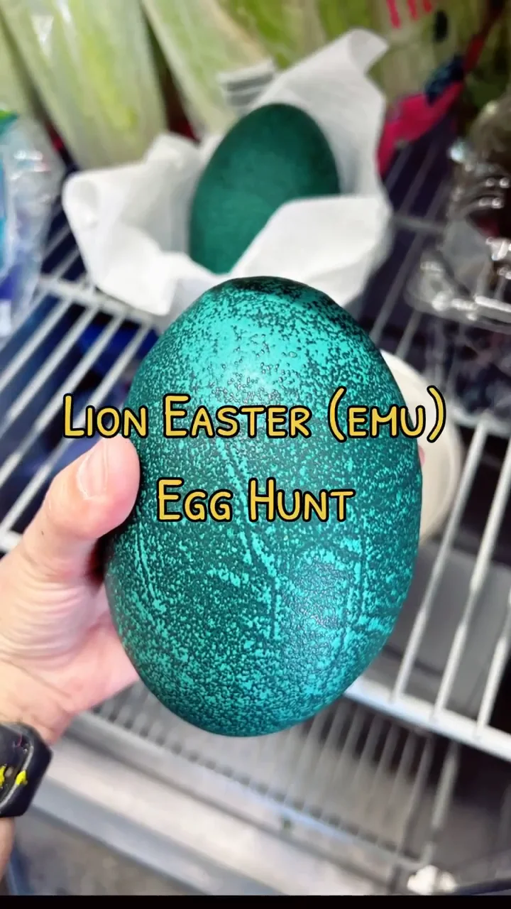 Lions Harry and George Easter Emu Egg Hunt on Vimeo