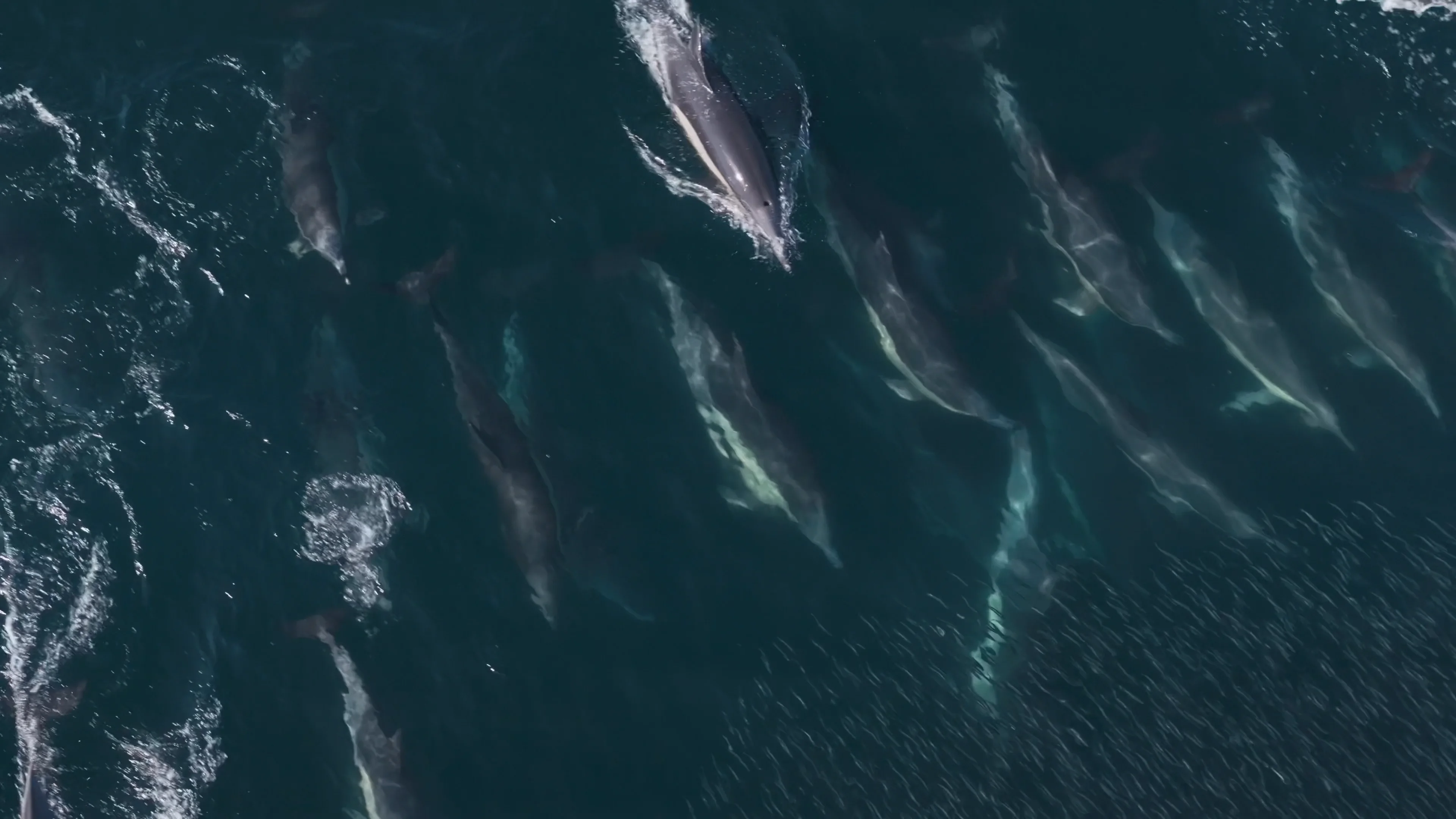 South Africa Sardine Run