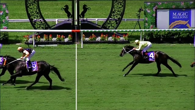 Alpine Edge - Stallion | Breednet