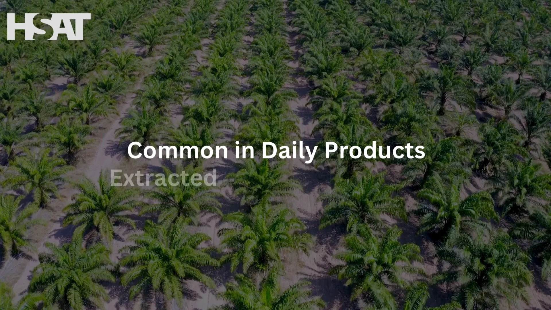 Why Palm Oil Causes Environmental Damage on Vimeo