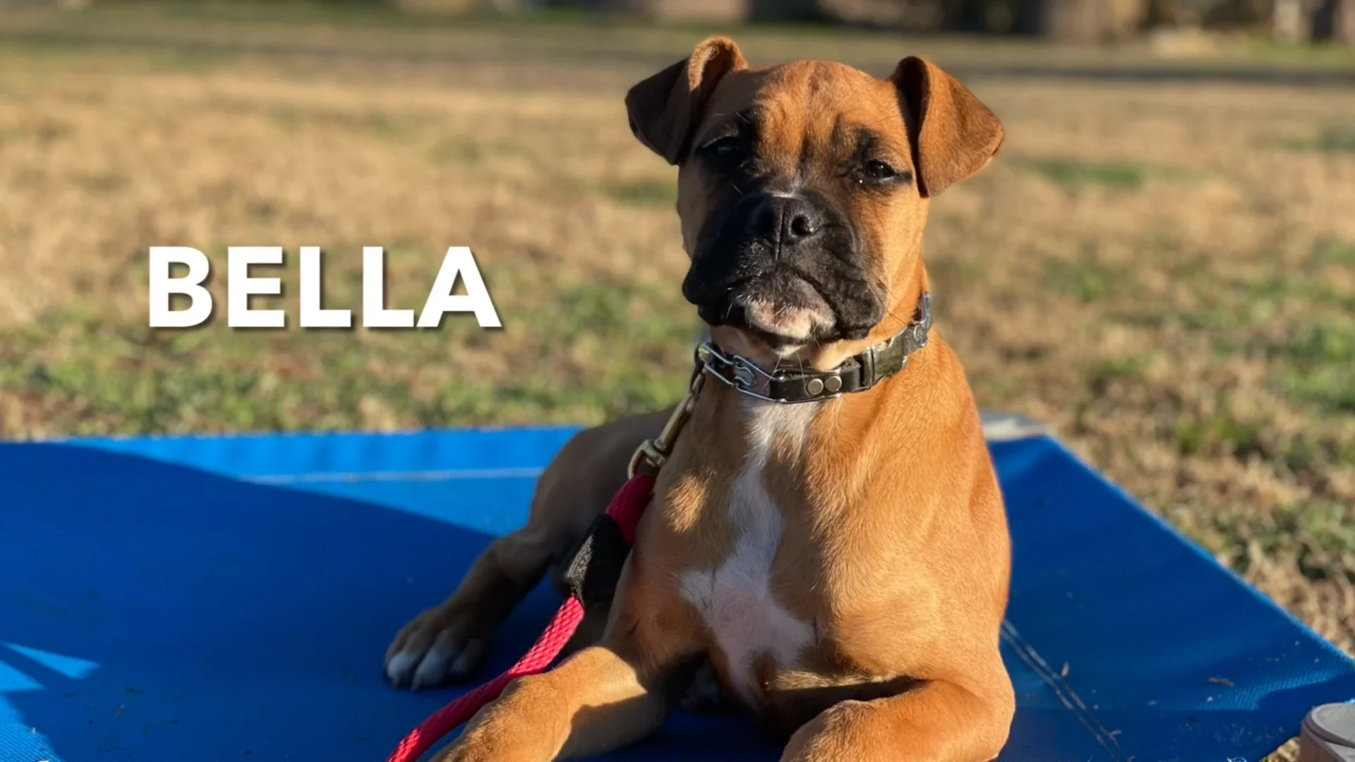 T - Boxer - Bella - On Leash Only