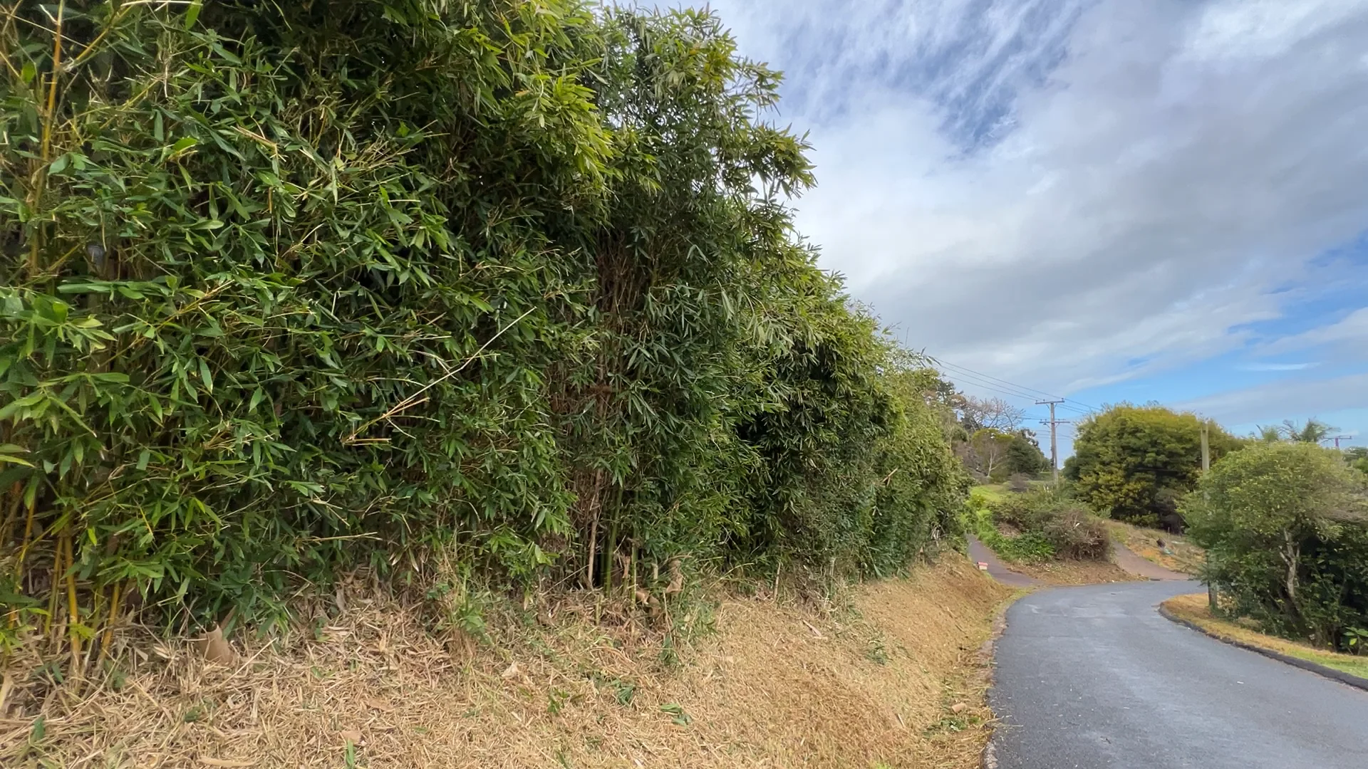 Cut'n'Paste Bamboo Buster Weed Gel used on a huge bamboo hedge on Vimeo
