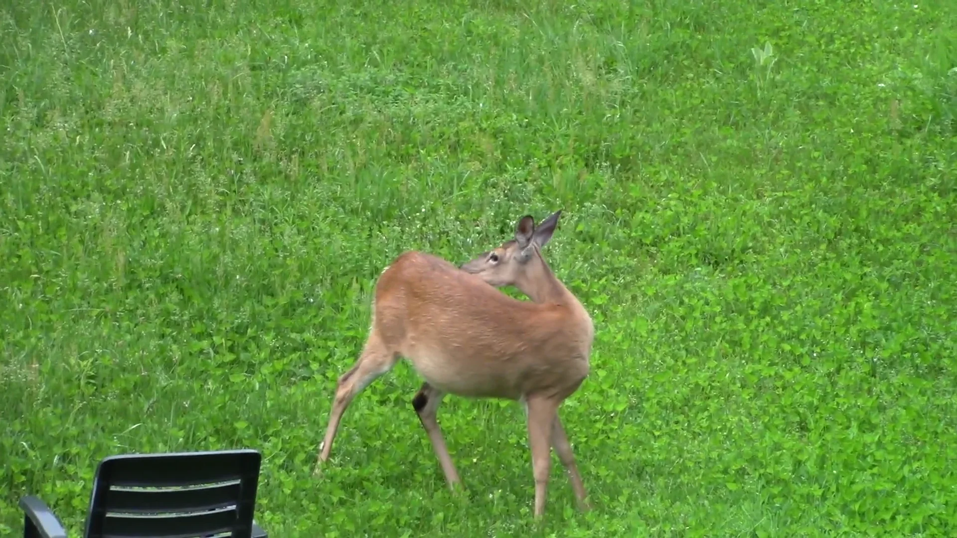 pregnant doe on Vimeo
