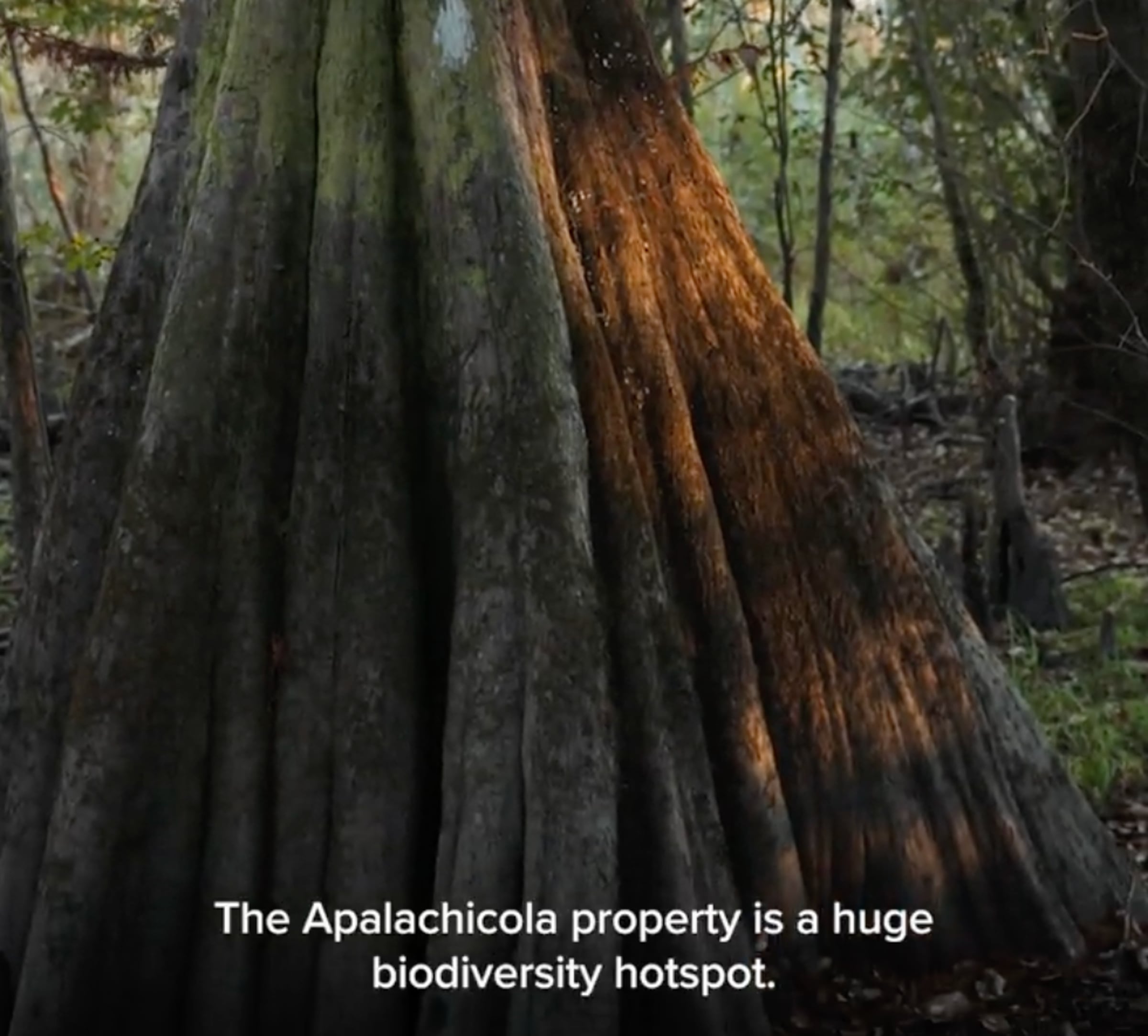 Anew-Apalachicola River Forestry Project