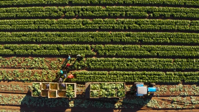 Chef Select - Grocery Delivery, Fruit Basket, Fruit and Vegetable Delivery