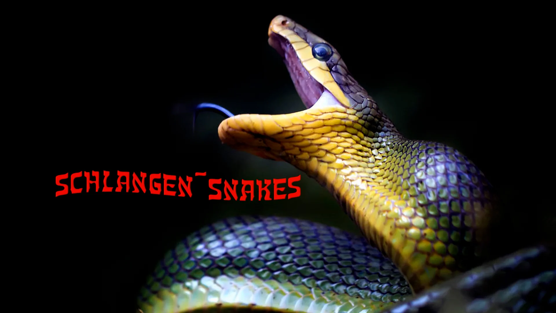 Schlangen-Snakes_18