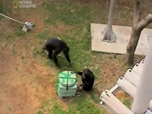Chimpanzee Problem Solving by Cooperation on Vimeo