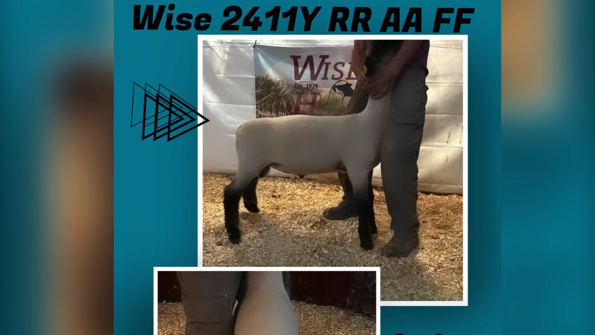 Wise 2411 Y RR AA FF on Vimeo