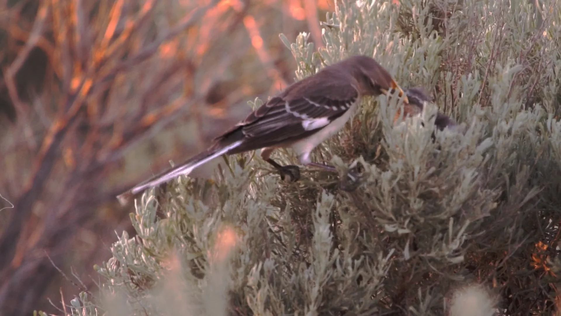 Mockingbird feeding young on Vimeo