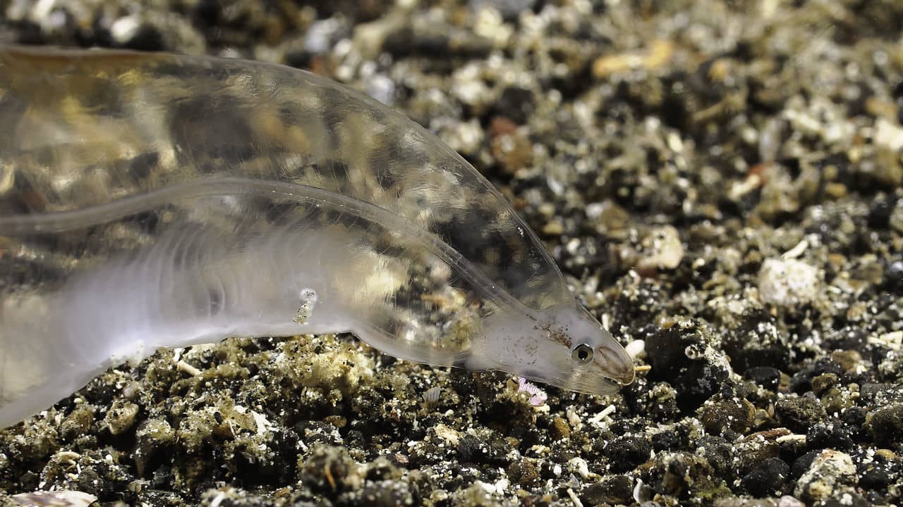 Transparent Juvenile Eel on Vimeo