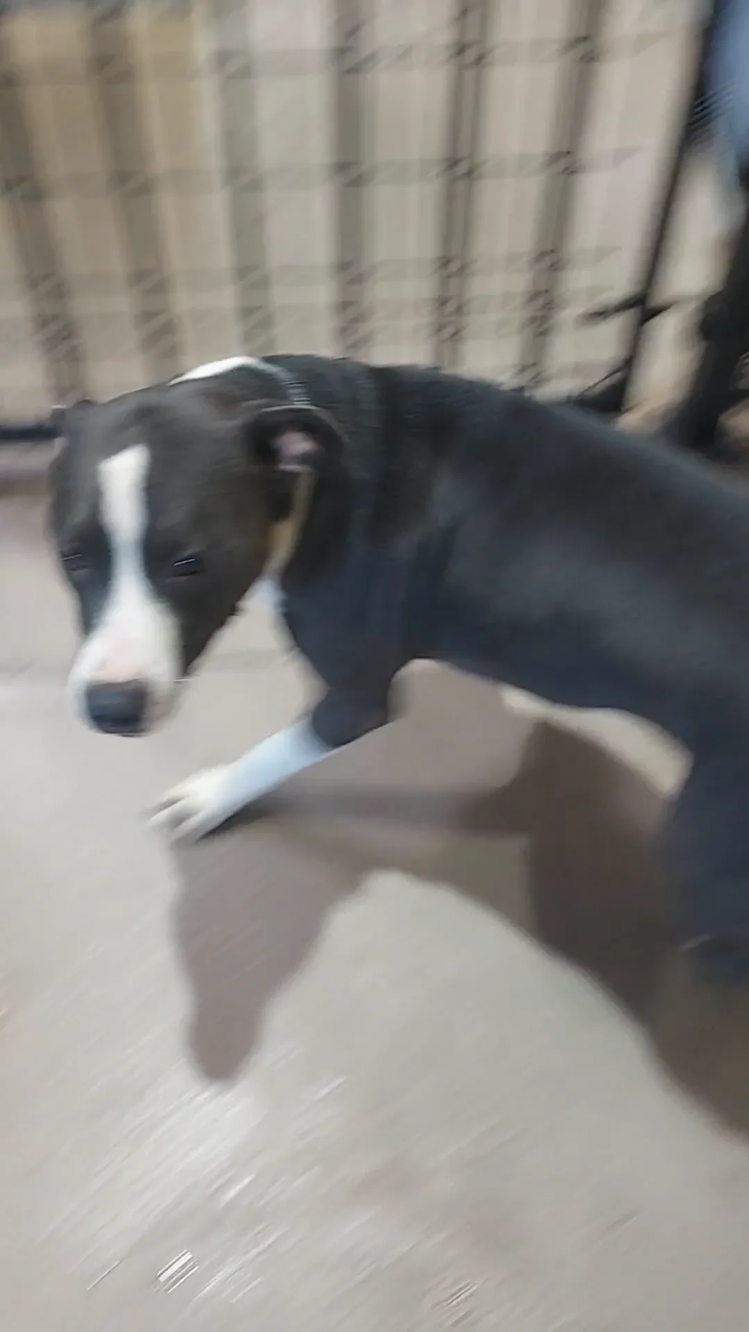 Titus, Chip, and Chocolate on Vimeo