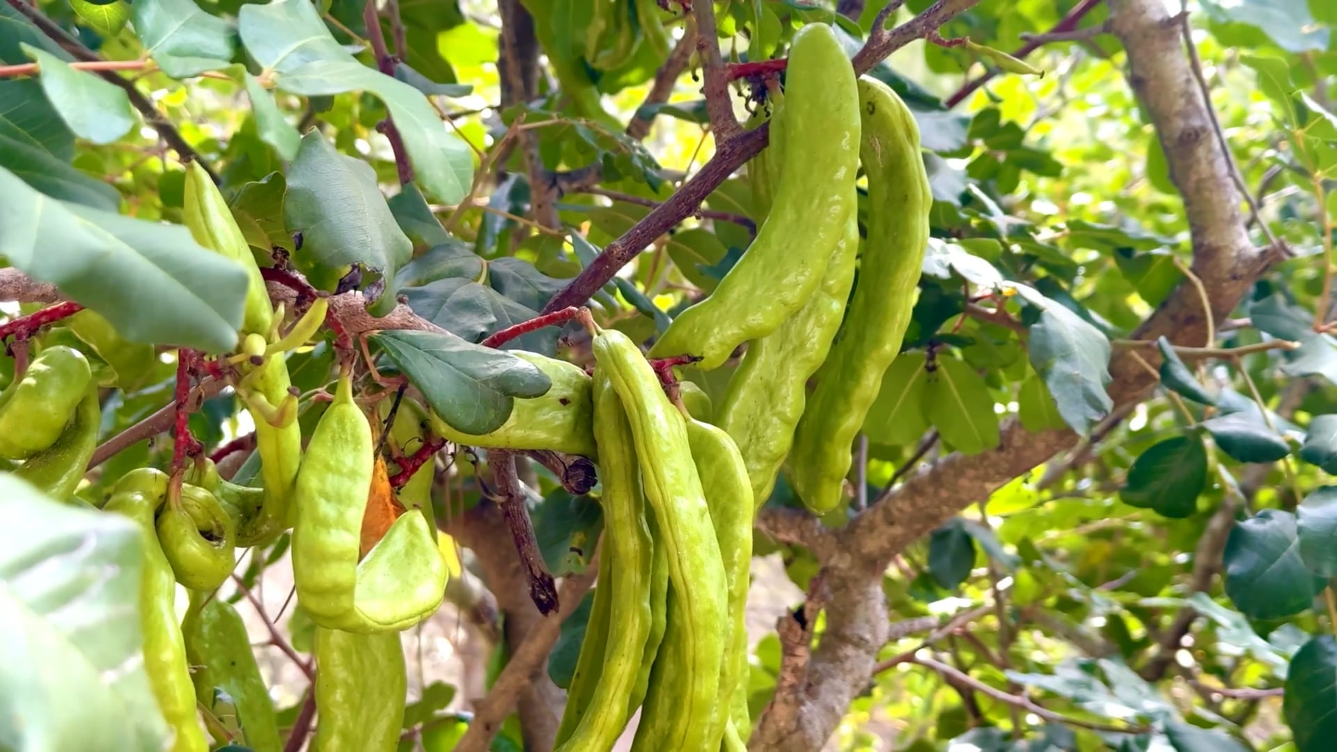 Carob Orchards