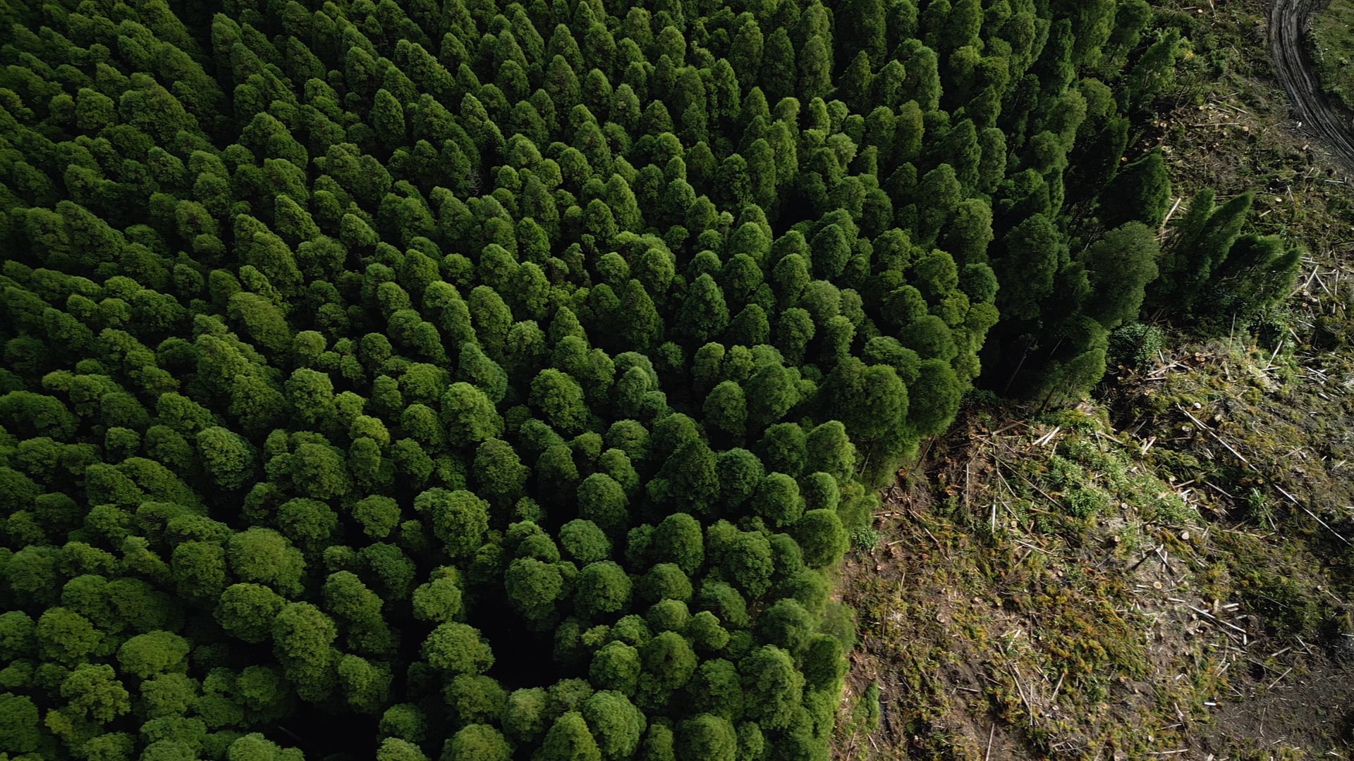 Monitor and Combat Deforestation and Climate Change with AI