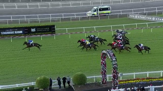 Hallowed Crown - Stallion | Breednet