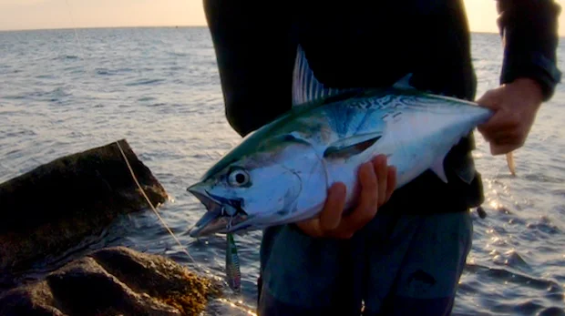 October Albie Fishing from Shore