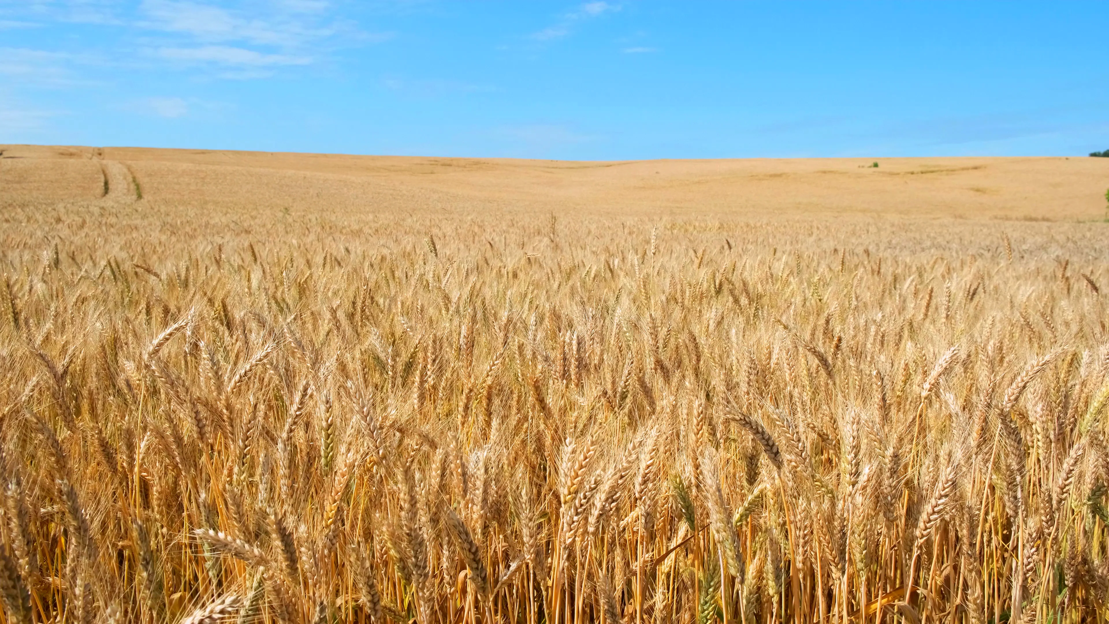 Thurston Springer Homepage Hero on Vimeo