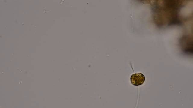 Dinoflagellate (? Gymnodinium) swimming on Vimeo