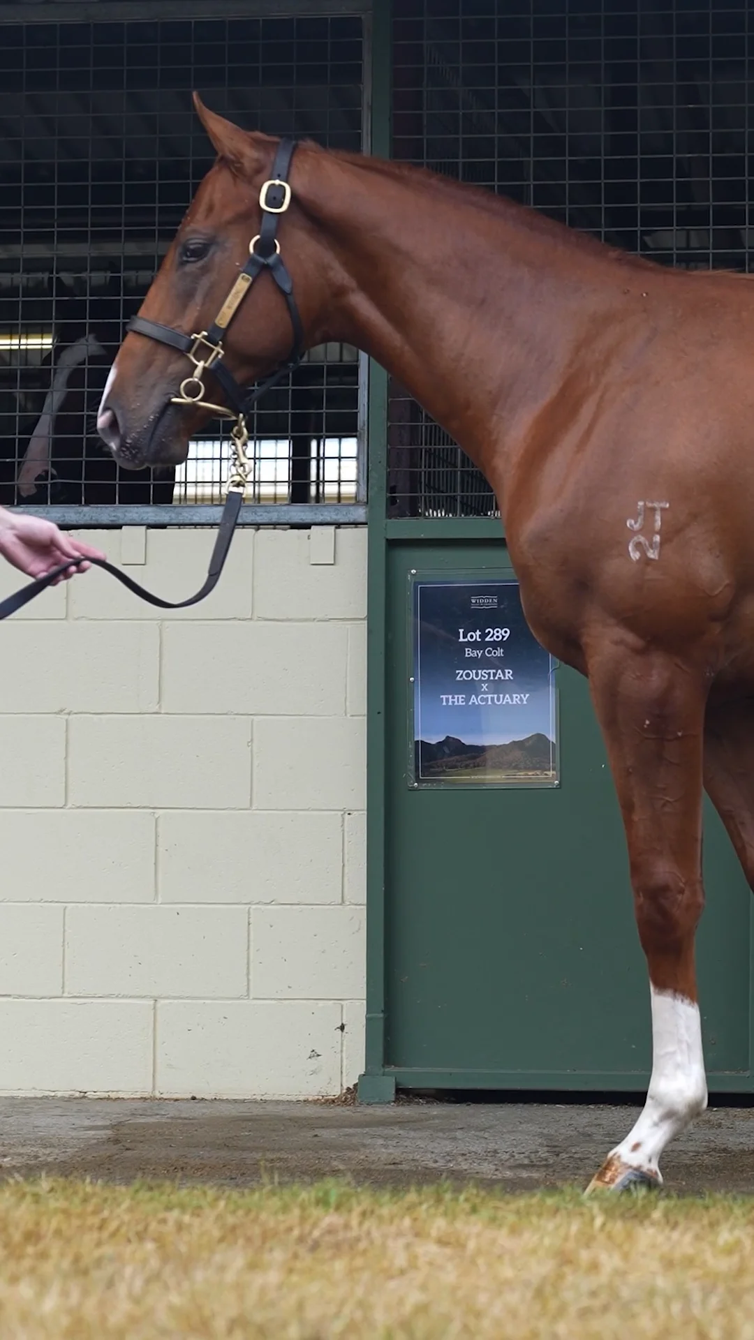 Matt Comerford on the $650,000 Farnan colt sold by Widden