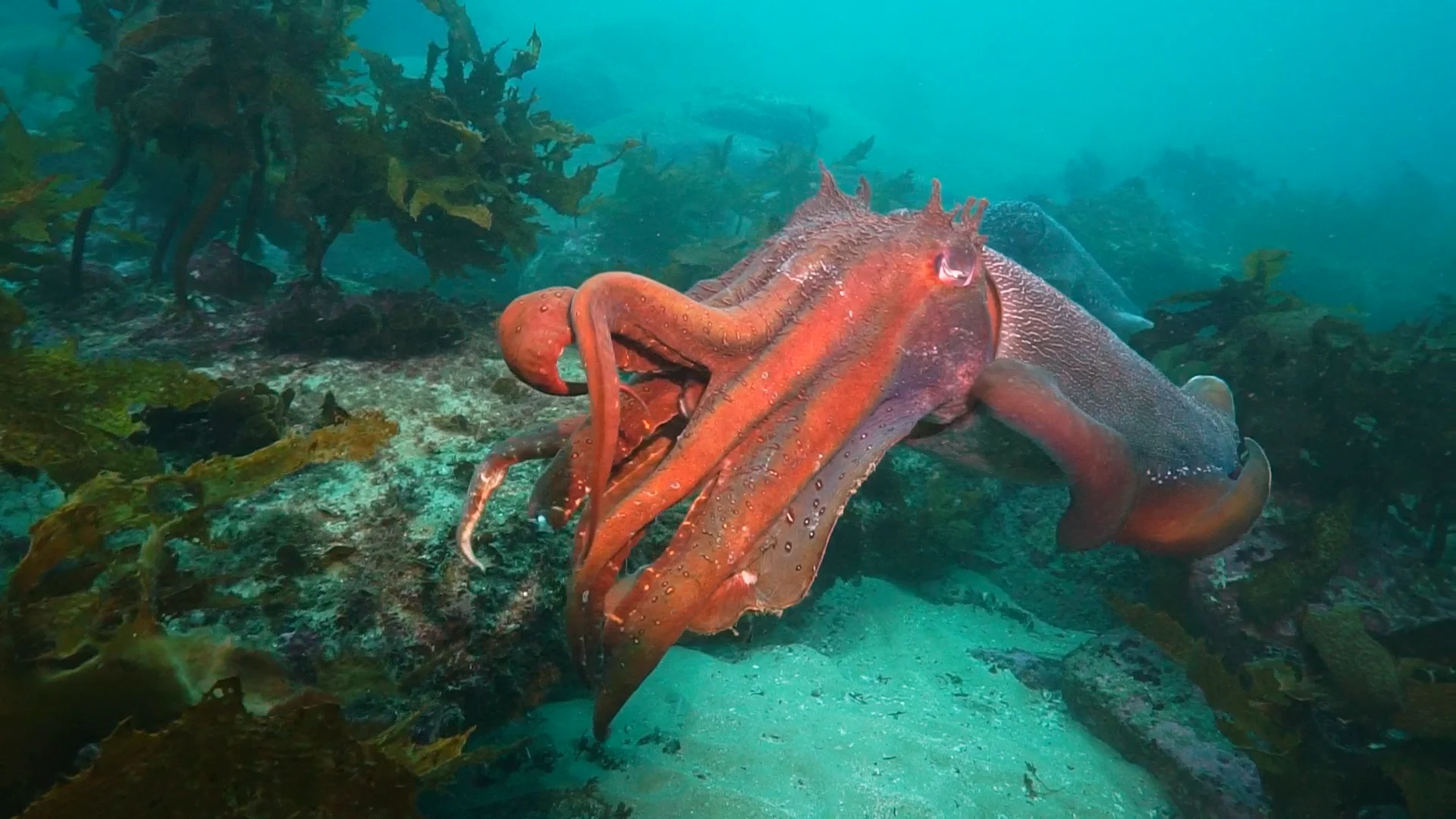 Shelly giant cuttlefish display