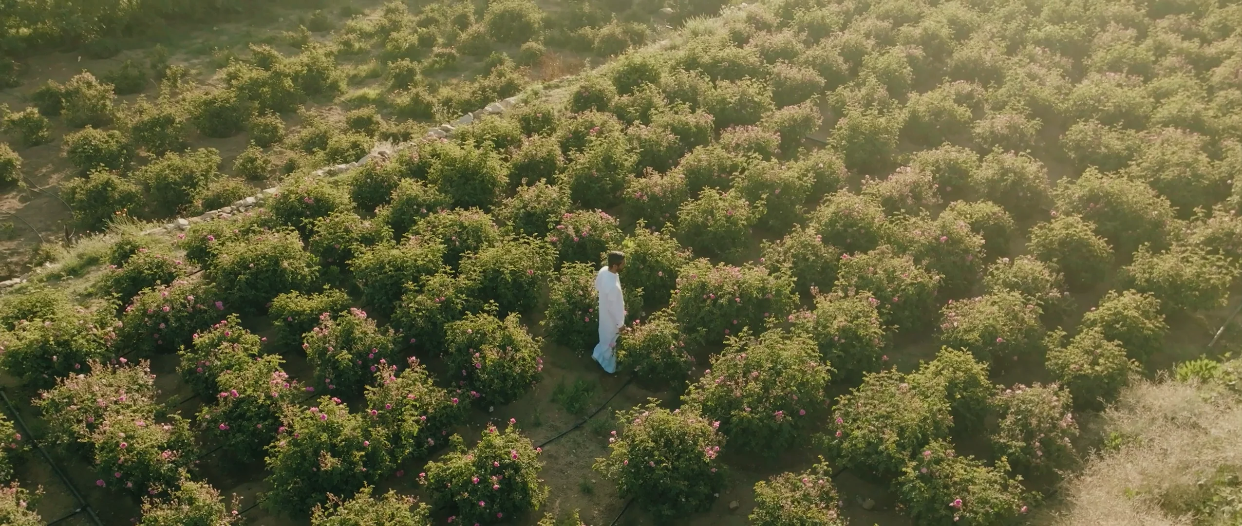 Aramco_Roseyar hero film on Vimeo