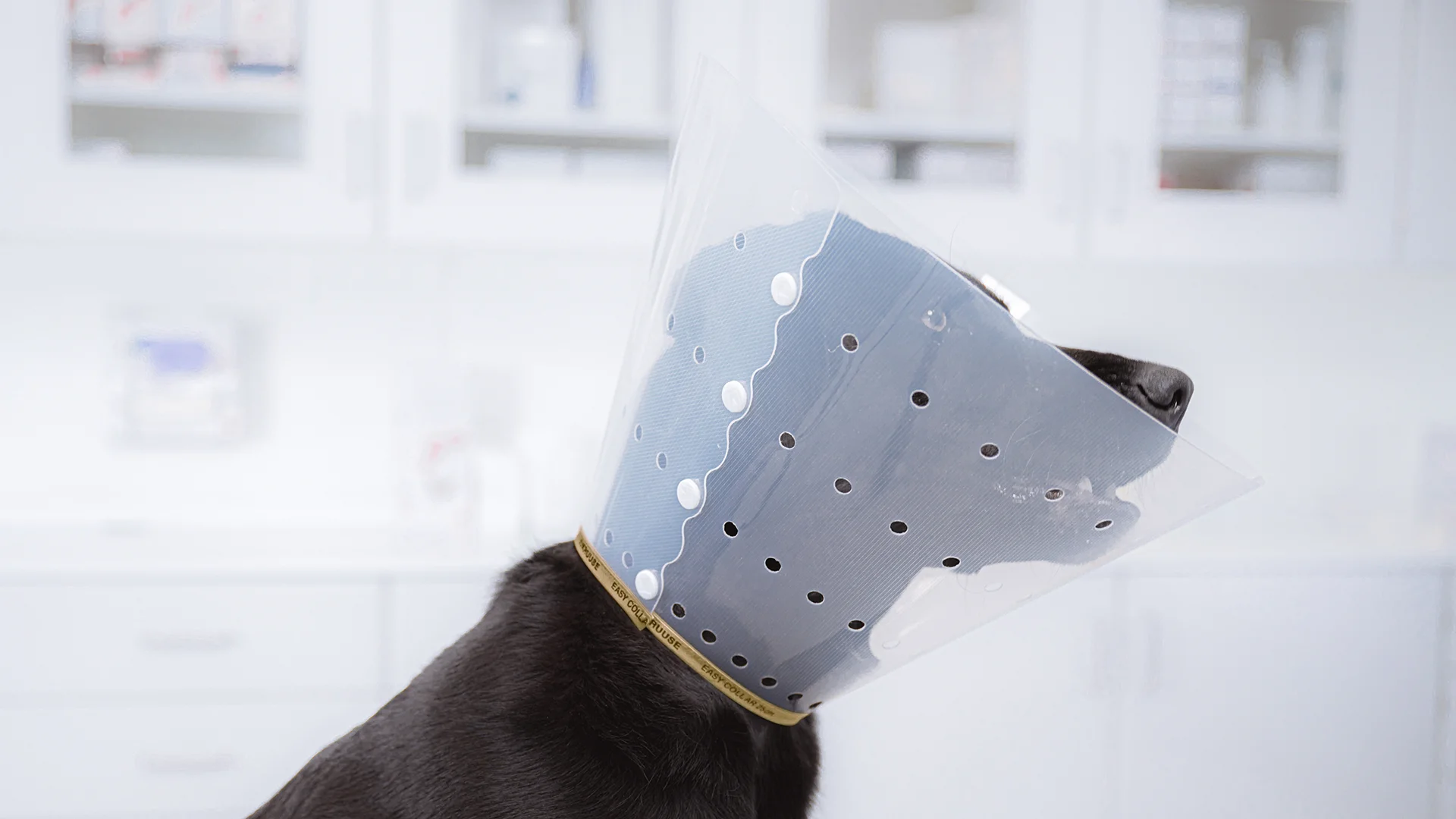 BUSTER Easy Collar English