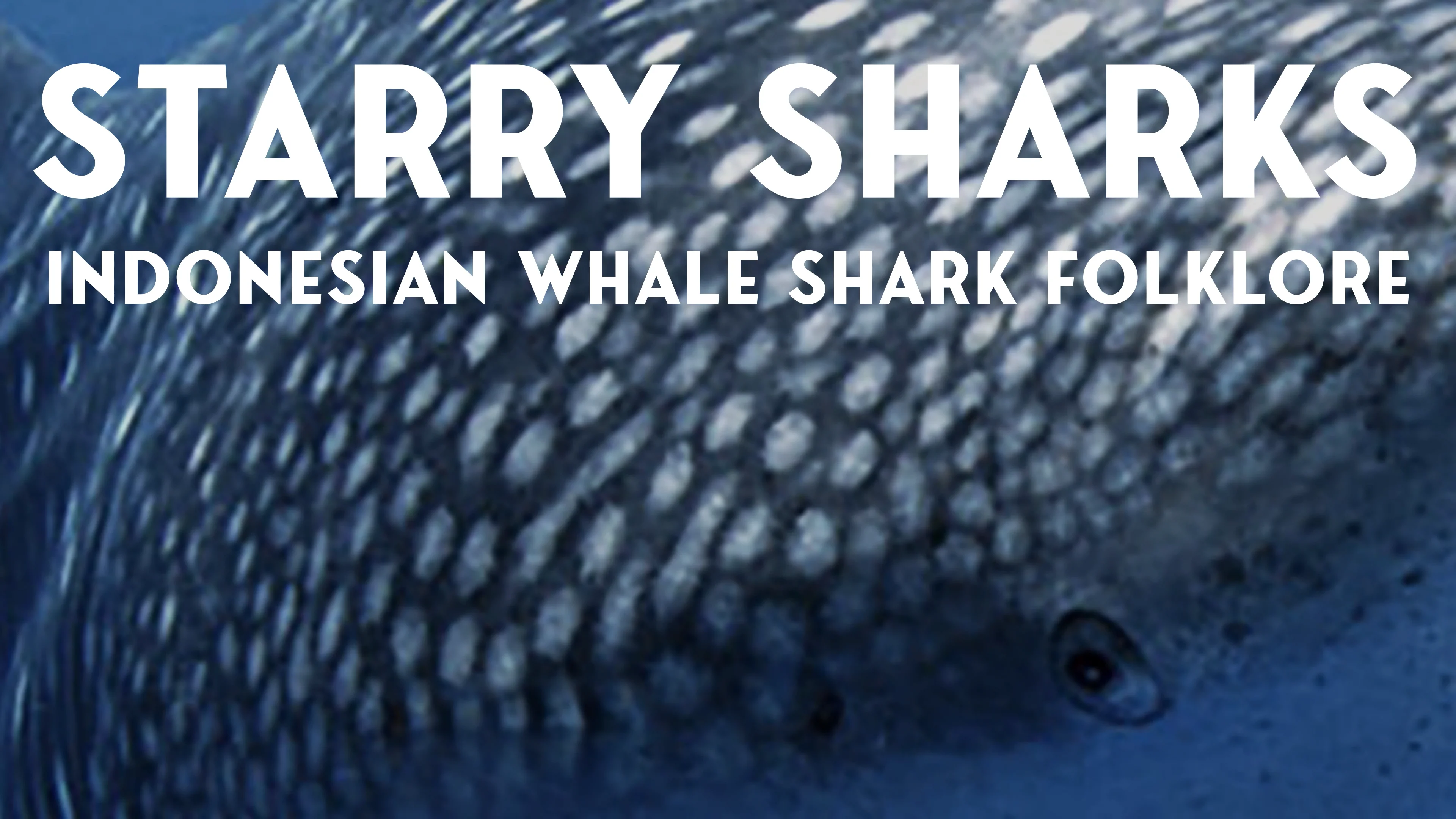 Starry Sharks on Vimeo