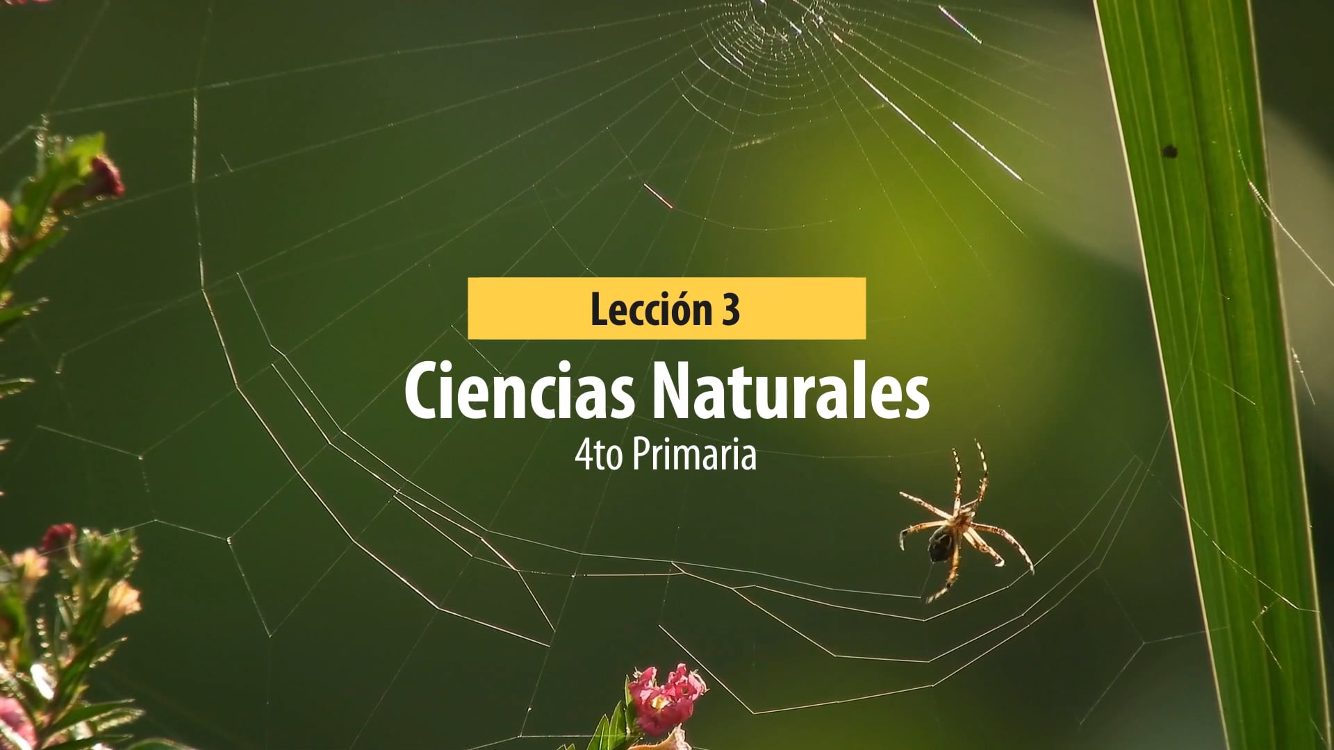 4P_Mes-07_V_N_CN_Lec03