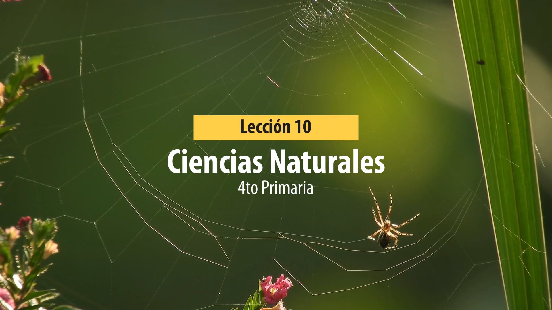 4P_Mes-07_V_N_CN_Lec10