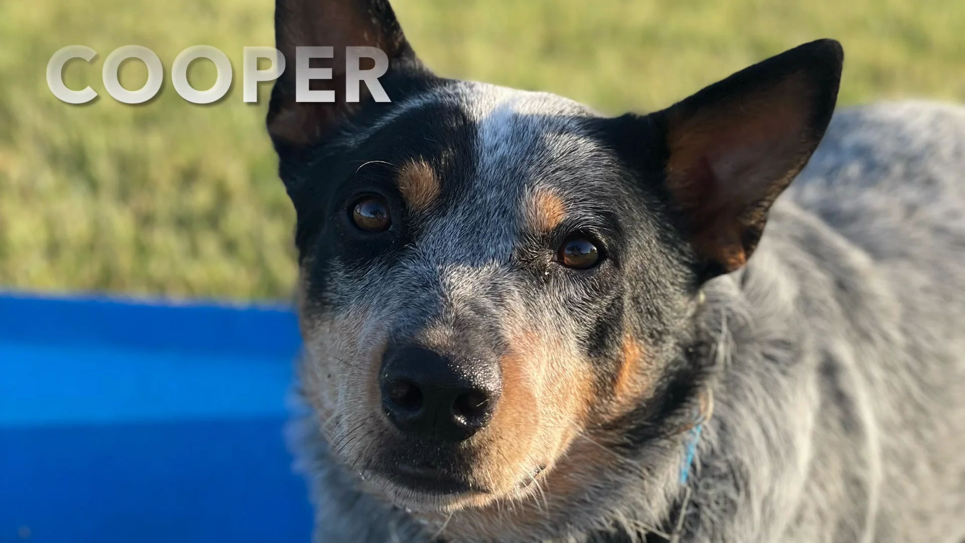 Blue Heeler - Cooper - Bmod