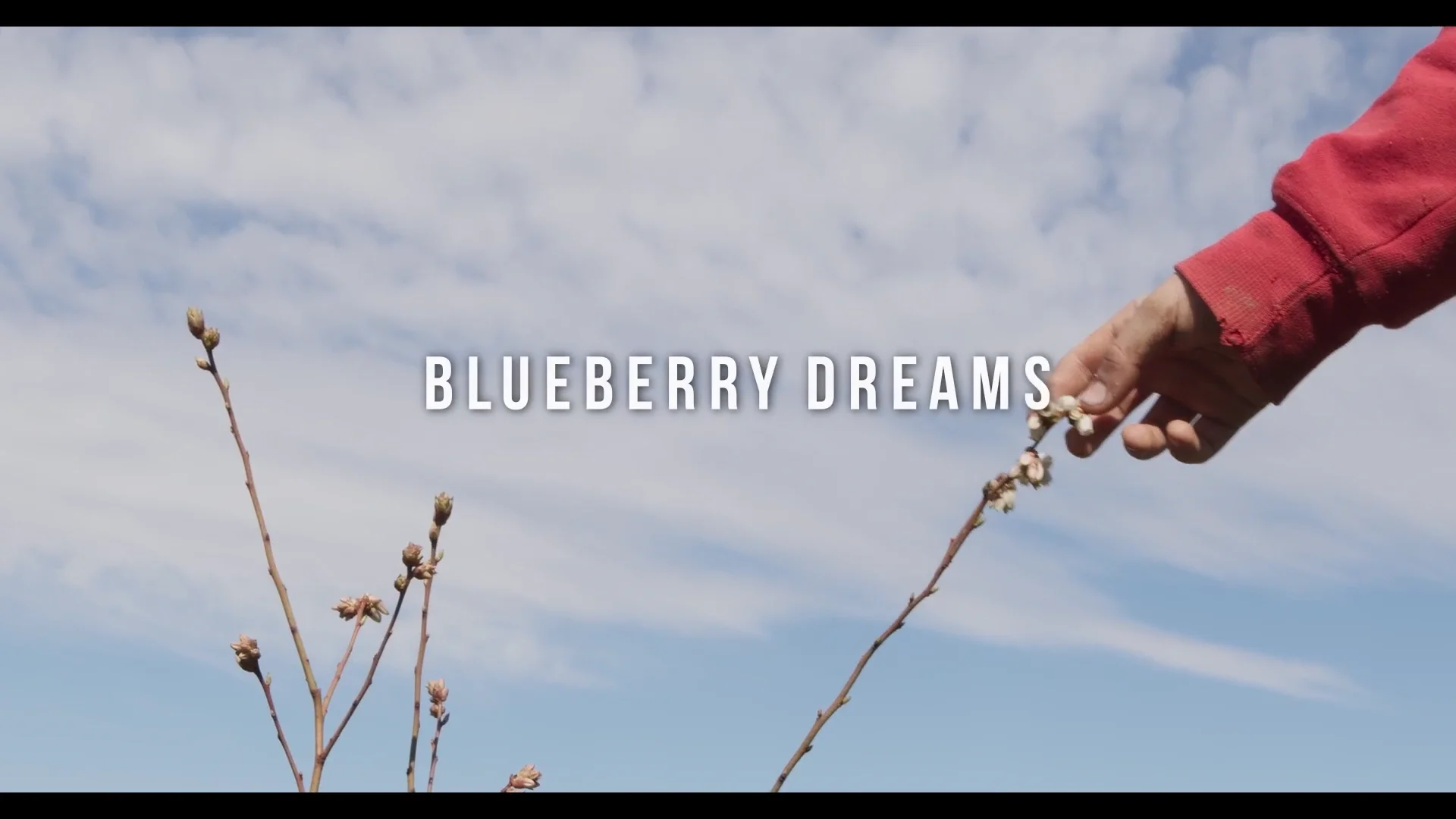 Blueberry Dreams - Bande annonce sous-titré français