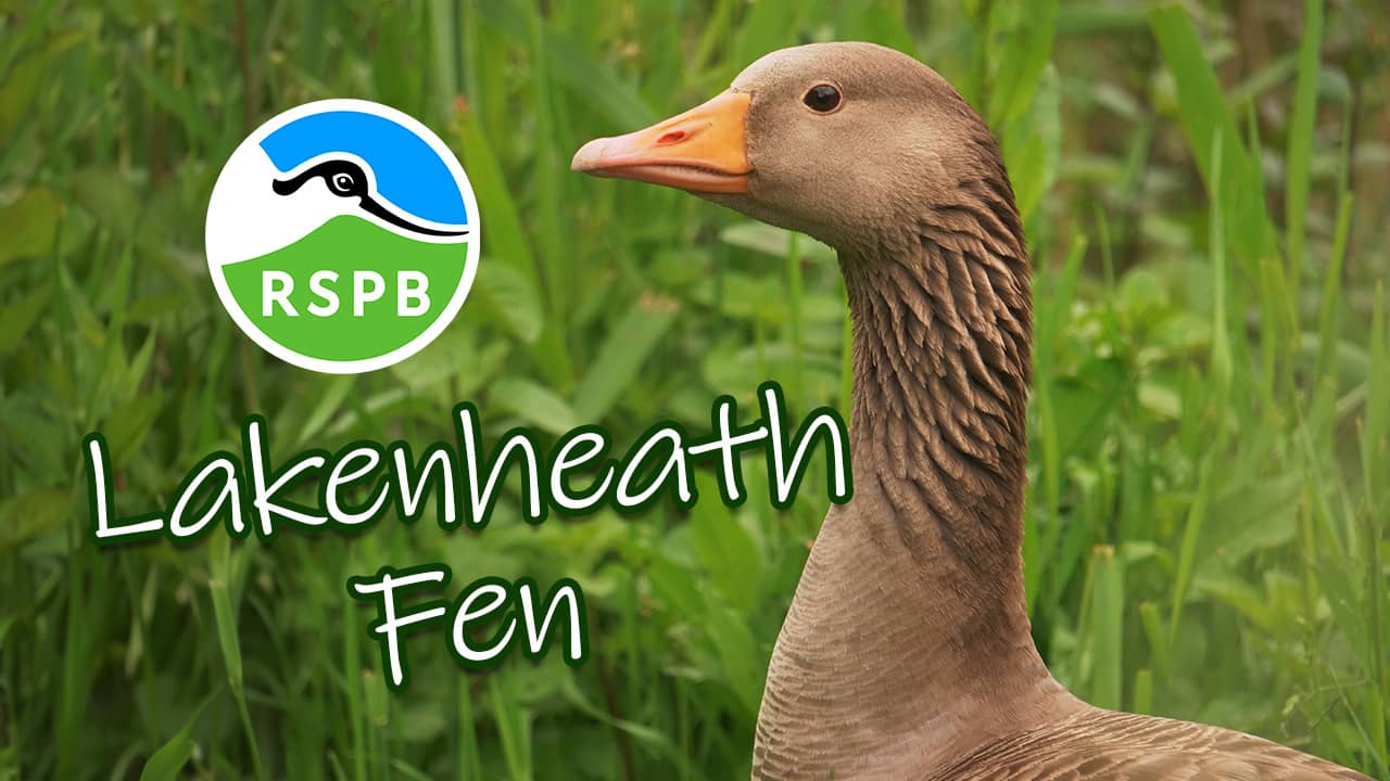 RSPB Lakenheath Fen - Shot on Lumix GH5mkii 4k UHD on Vimeo
