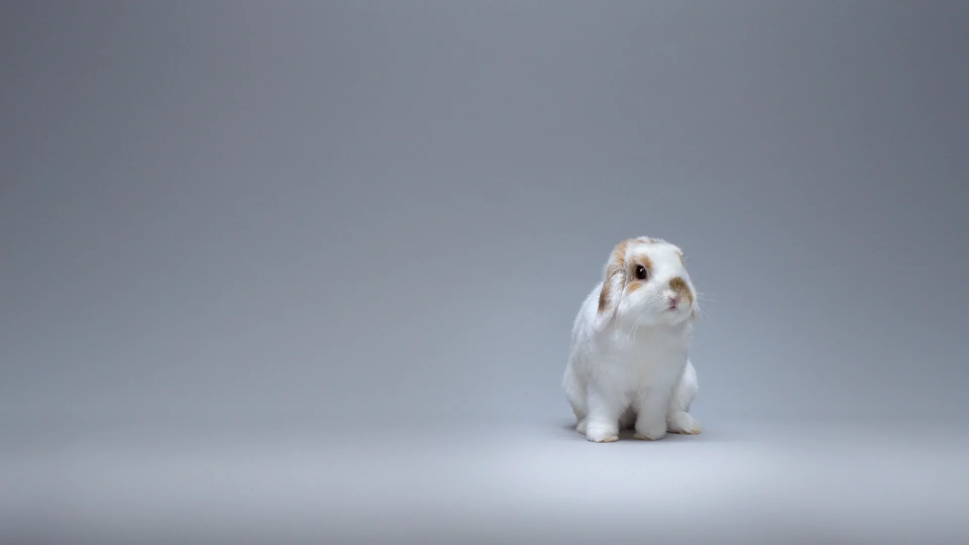 General Mills - Real Trix Rabbit on Vimeo