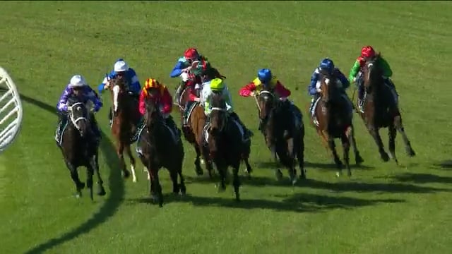 Shalaa - Stallion | Breednet