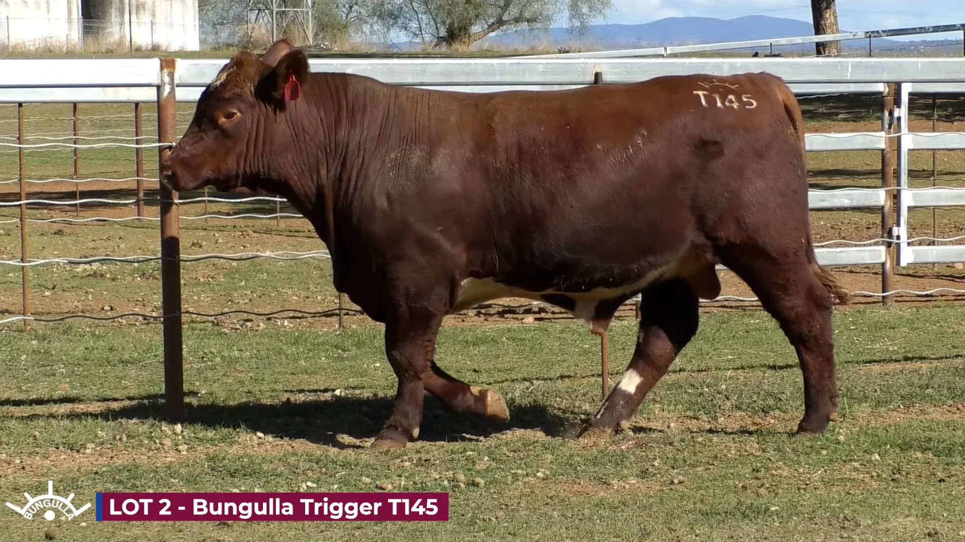 LOT 2 - Bungulla Trigger T145 on Vimeo