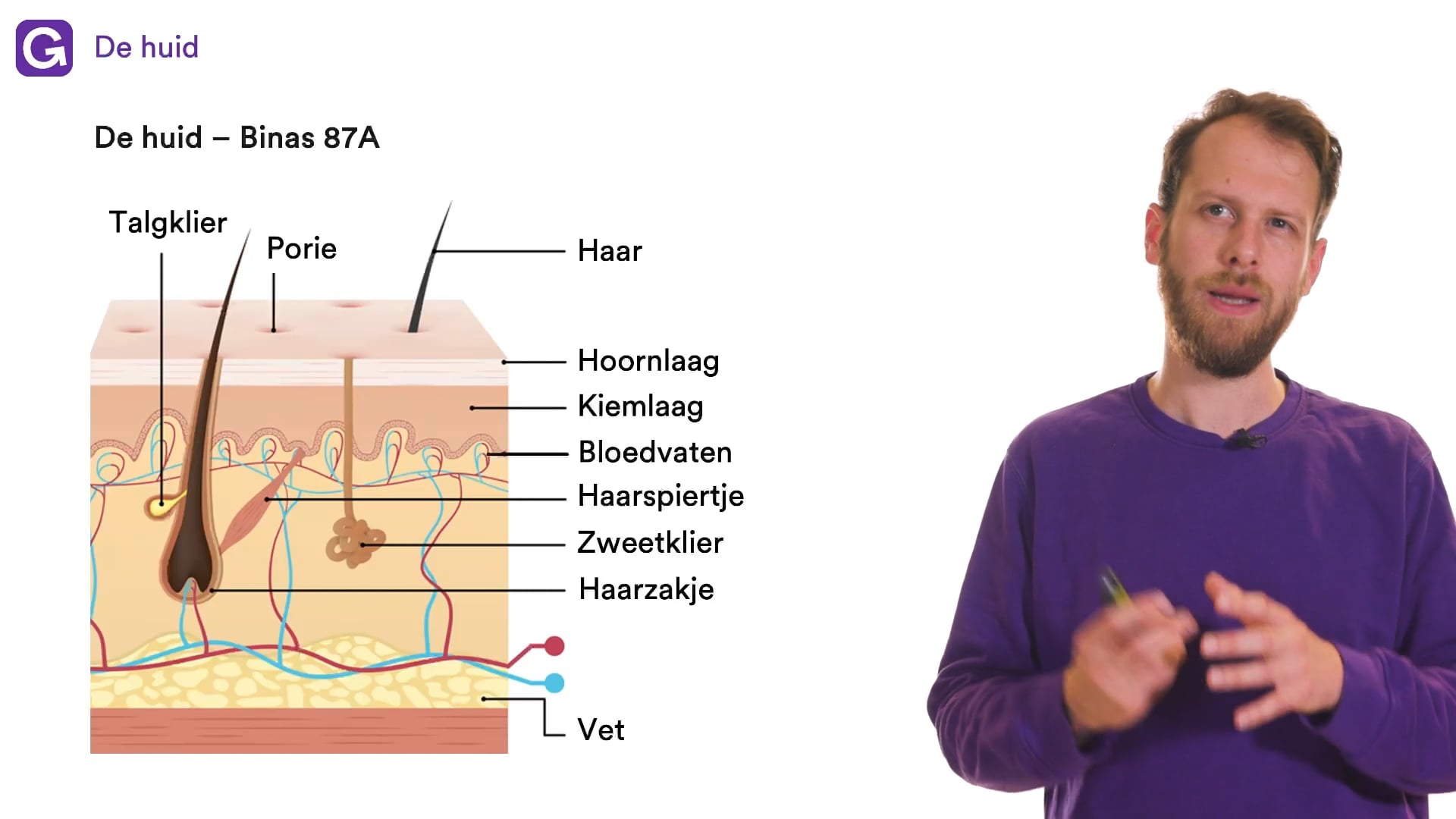 De huid (BvJ) oefenen | StudyGo
