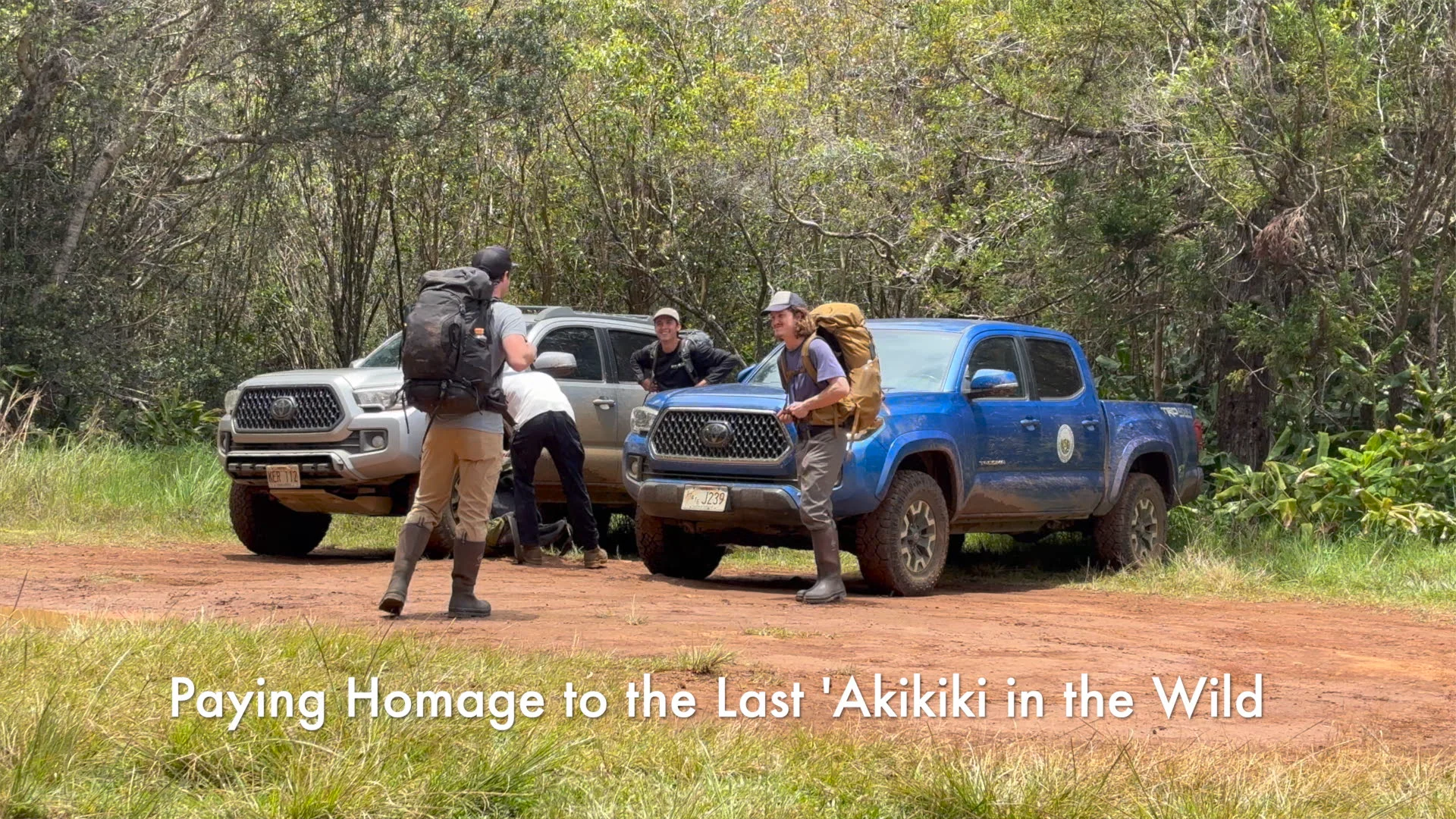 Paying Homage to the Last 'Akikiki in the Wild on Vimeo